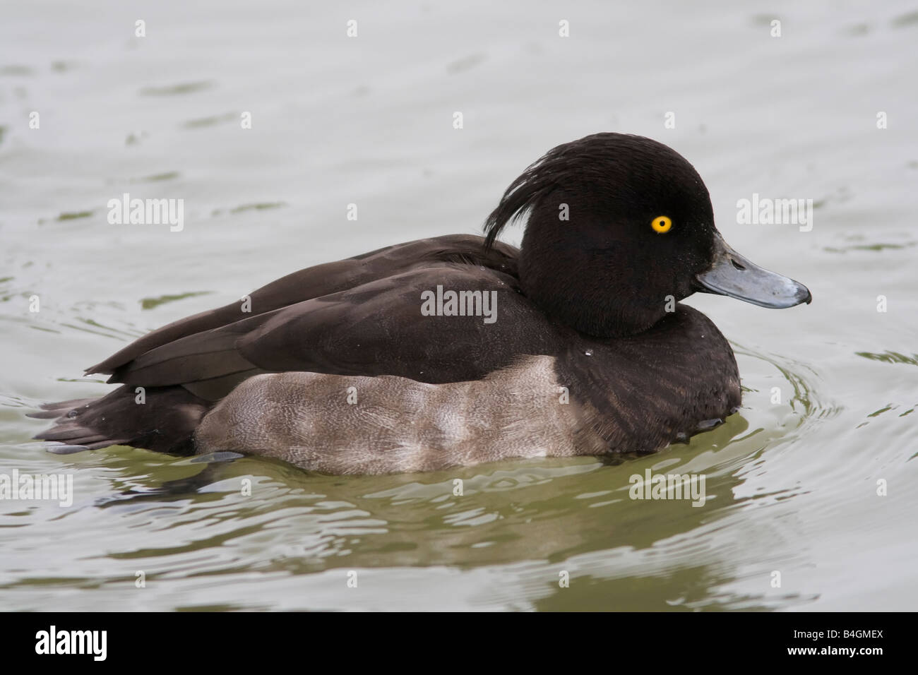 Tufted duck eclipse hi-res stock photography and images - Alamy