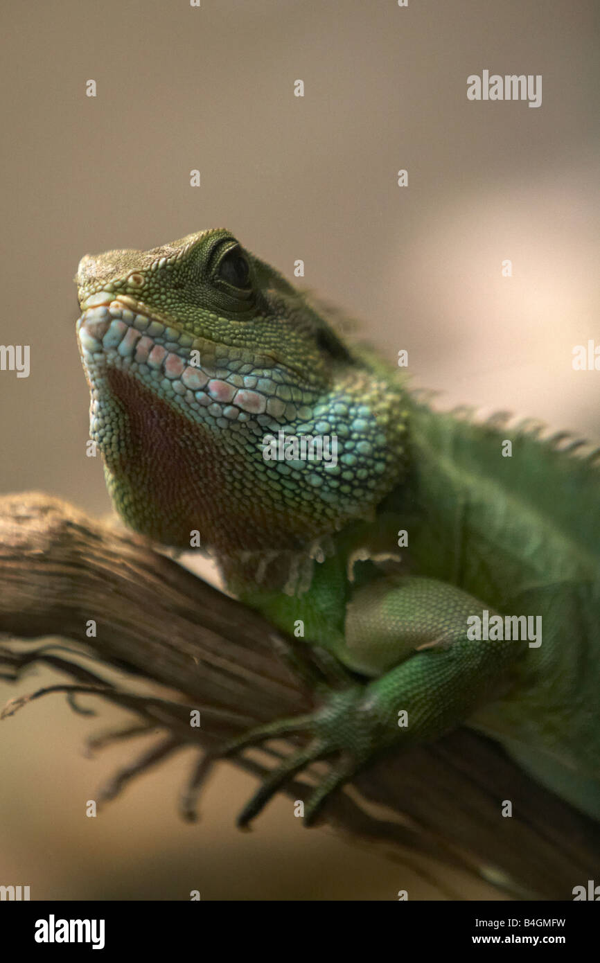 Lizard on branch Stock Photo - Alamy