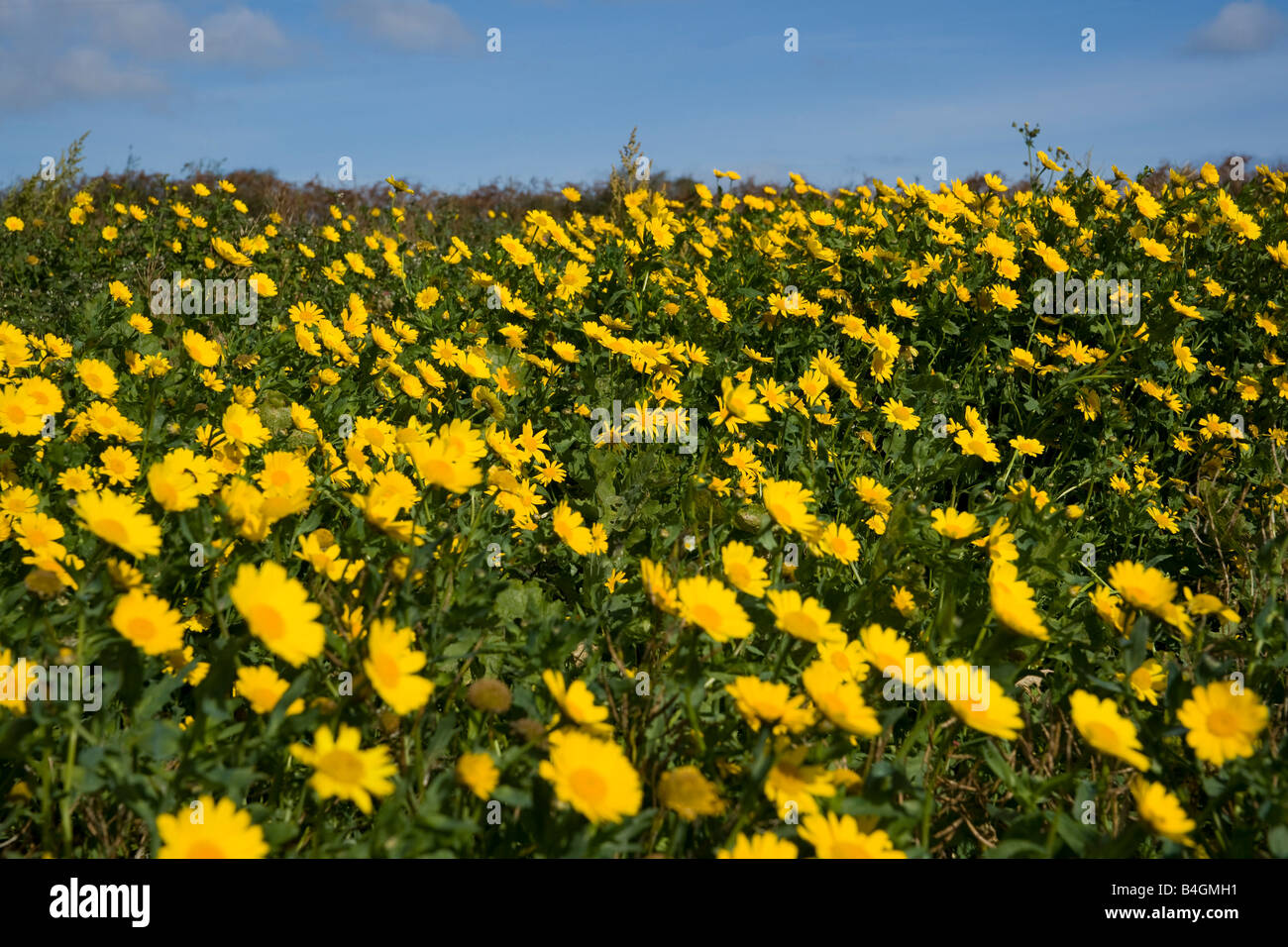 Field yellow daisy hi-res stock photography and images - Alamy
