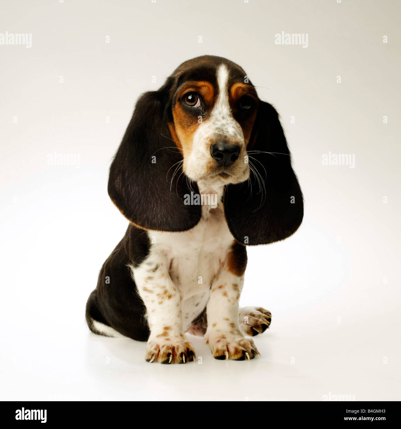 Old bassett hound hi-res stock photography and images - Alamy