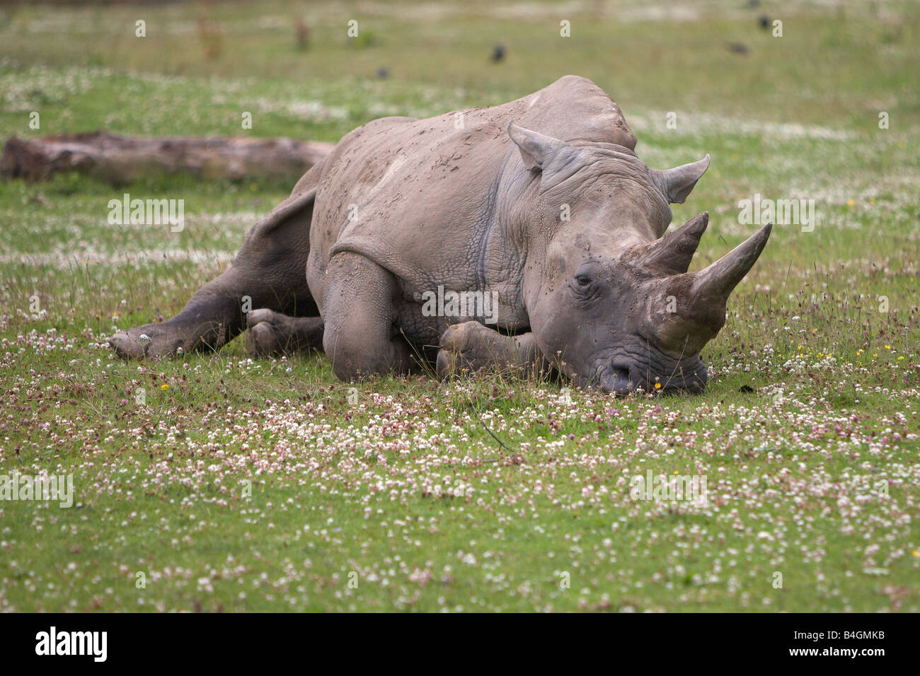 Rhino and tree hi-res stock photography and images - Alamy