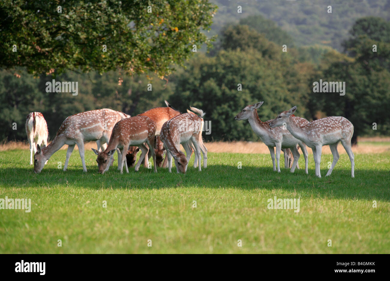 Female european fallow deer hi-res stock photography and images - Alamy