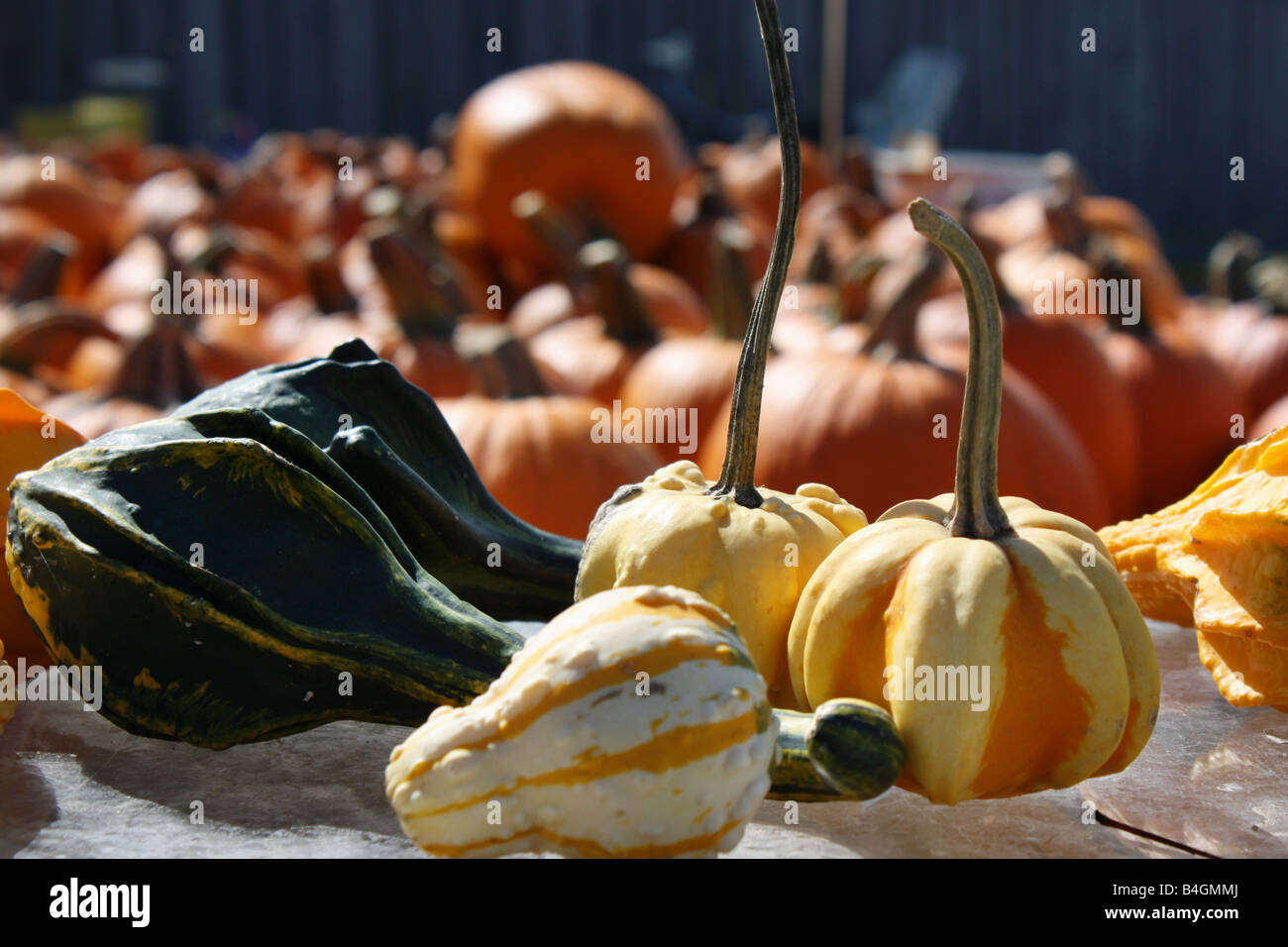 Farmers market with orange pumpkins and multi colored a gourds nobody ...