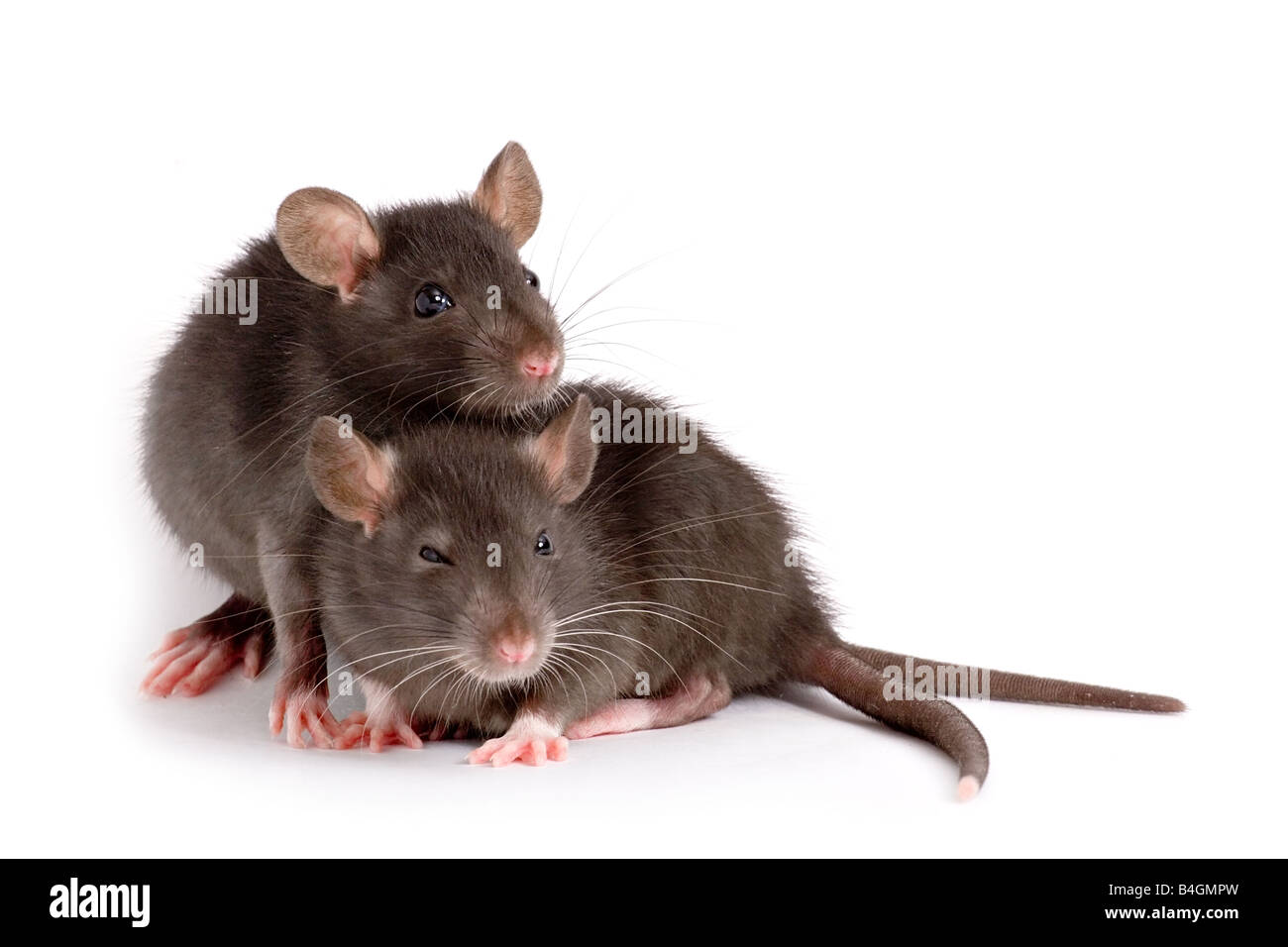 two little decorative rats Stock Photo - Alamy