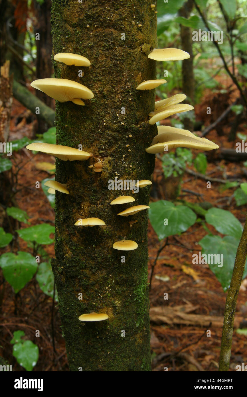 White rot fungi hi-res stock photography and images - Alamy