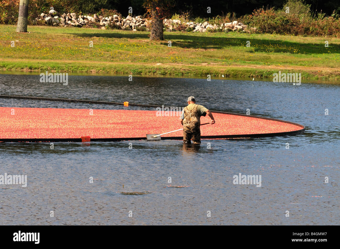 One man standing in water in flooded bog harvesting corralled ripe red ...