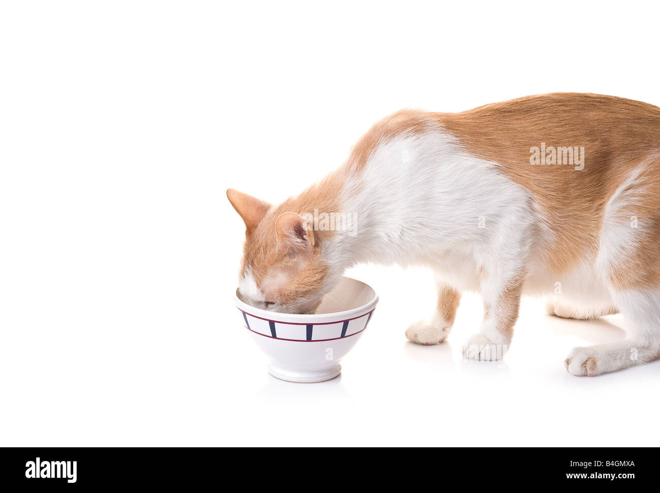 Cat eating from a bowl isolated on white background Stock Photo - Alamy