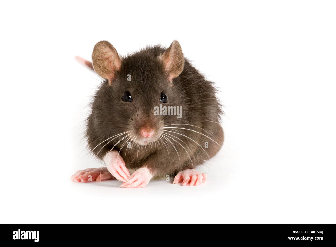 Rat with fluffy tail Cut Out Stock Images & Pictures - Alamy