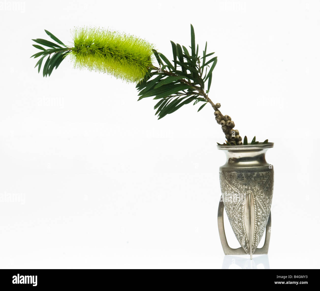 Callistemon pachyphyllus green bottlebrush hi-res stock photography and ...