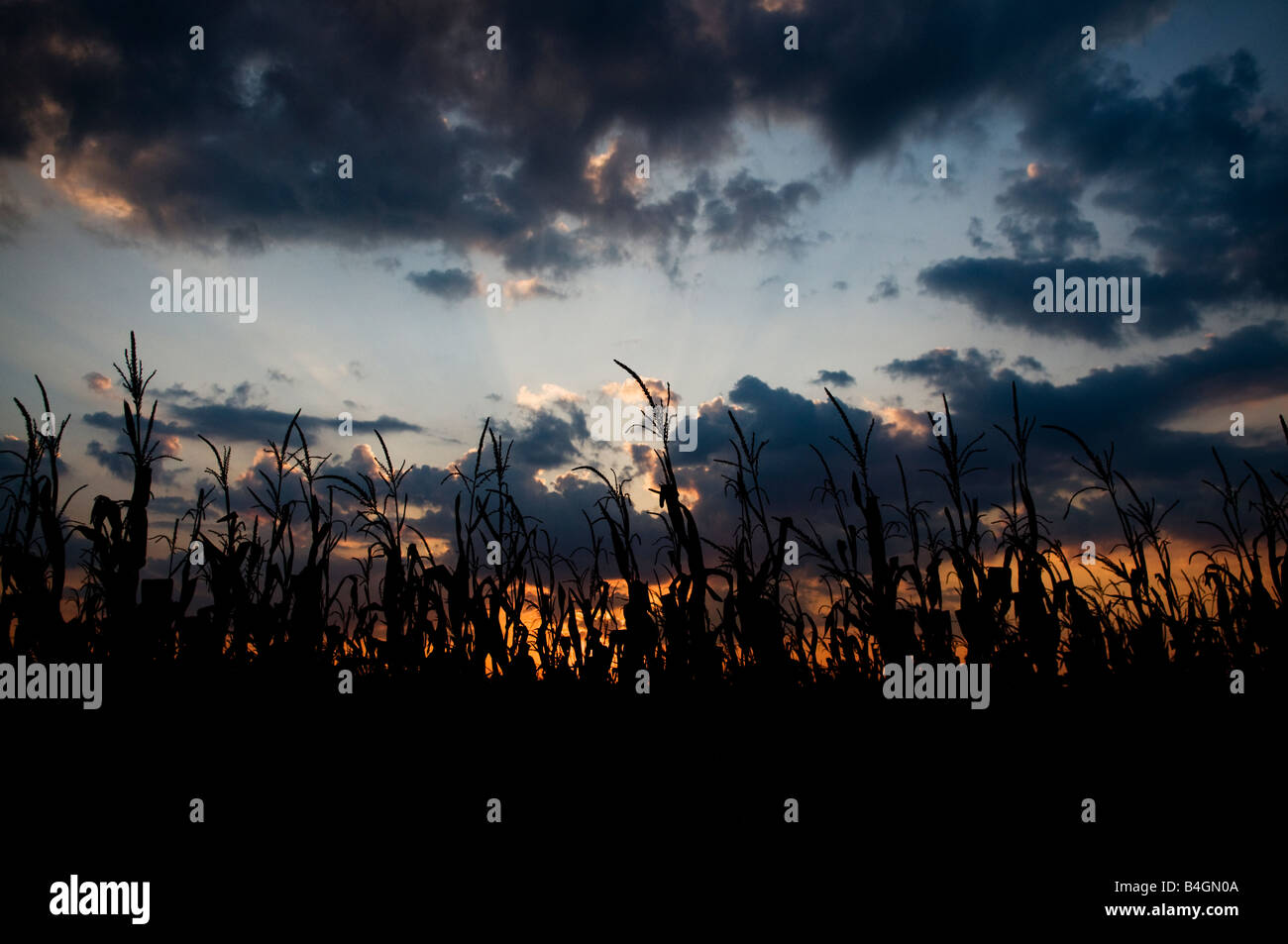 Sunrise cultivated corn field hi-res stock photography and images - Alamy