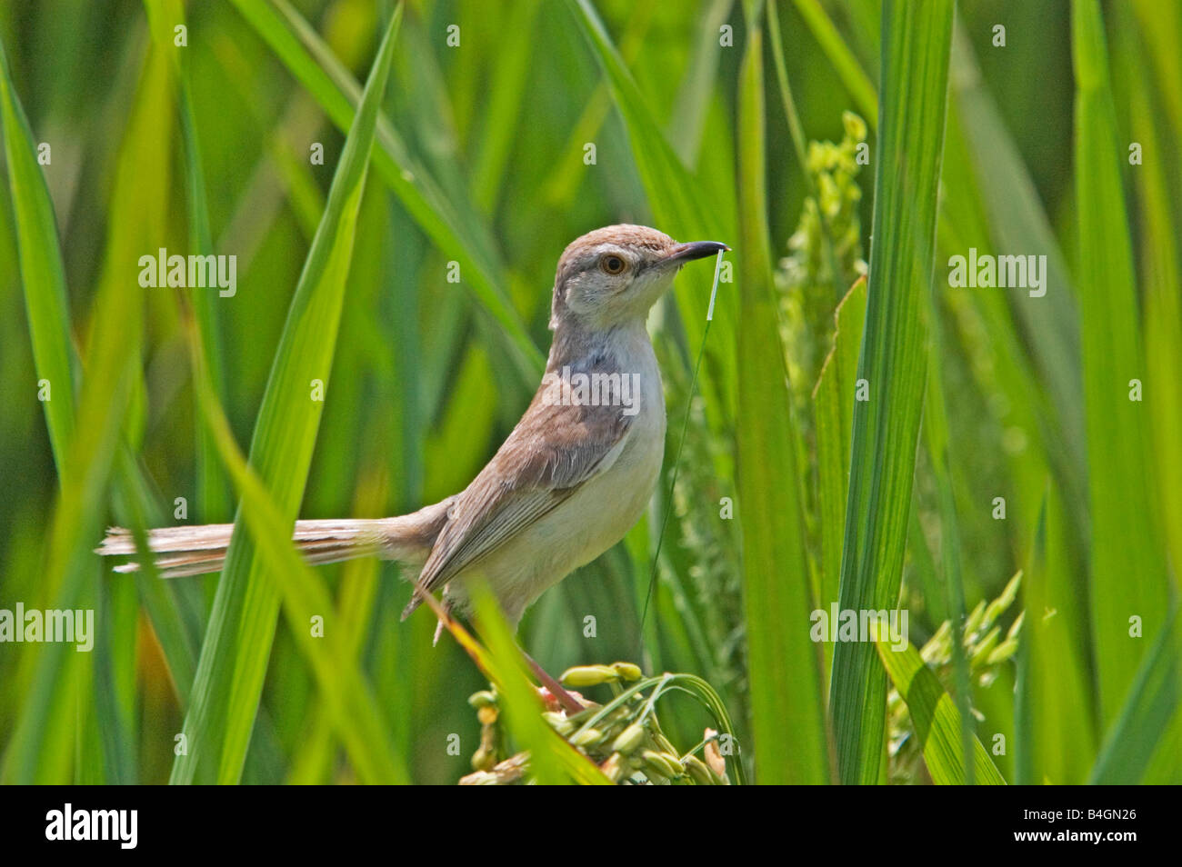 prinia with nesting material Stock Photo - Alamy