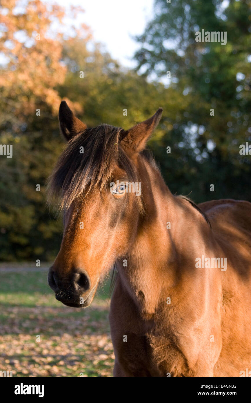 Horse saying hello Stock Photo - Alamy
