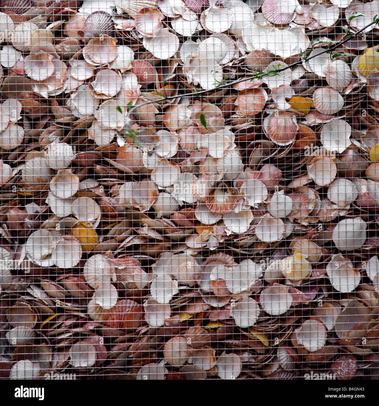 shells used in garden decoration Stock Photo - Alamy