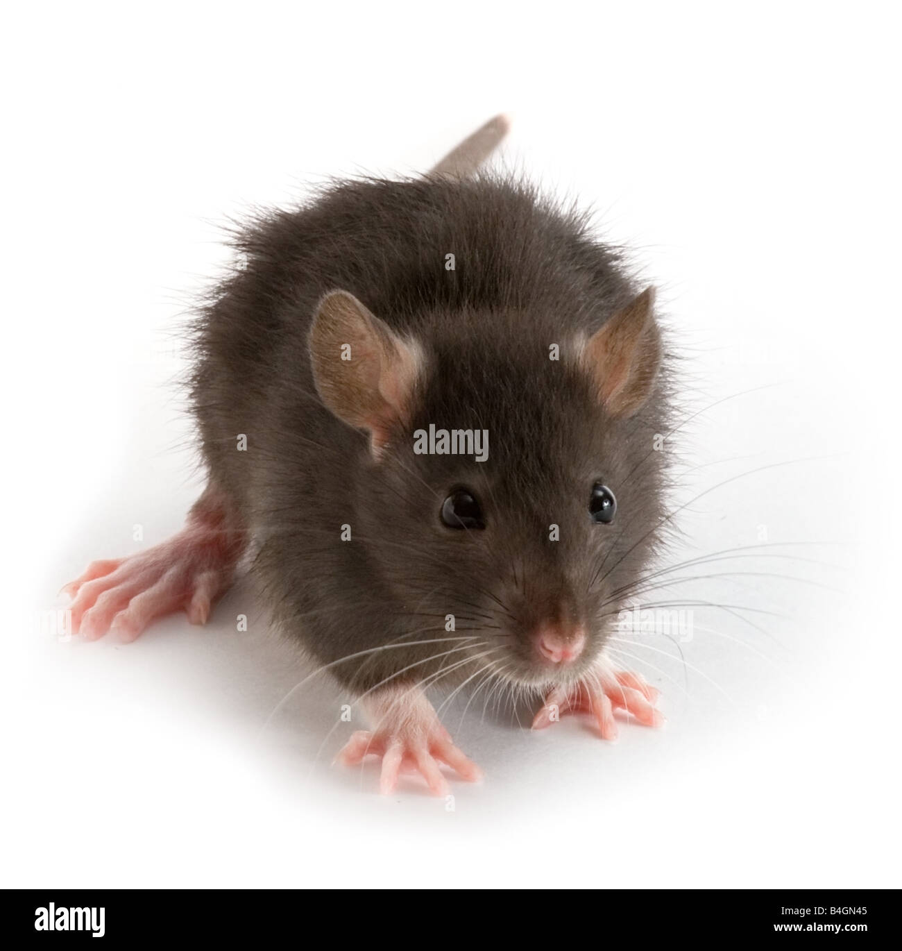 little decorative rat Stock Photo - Alamy