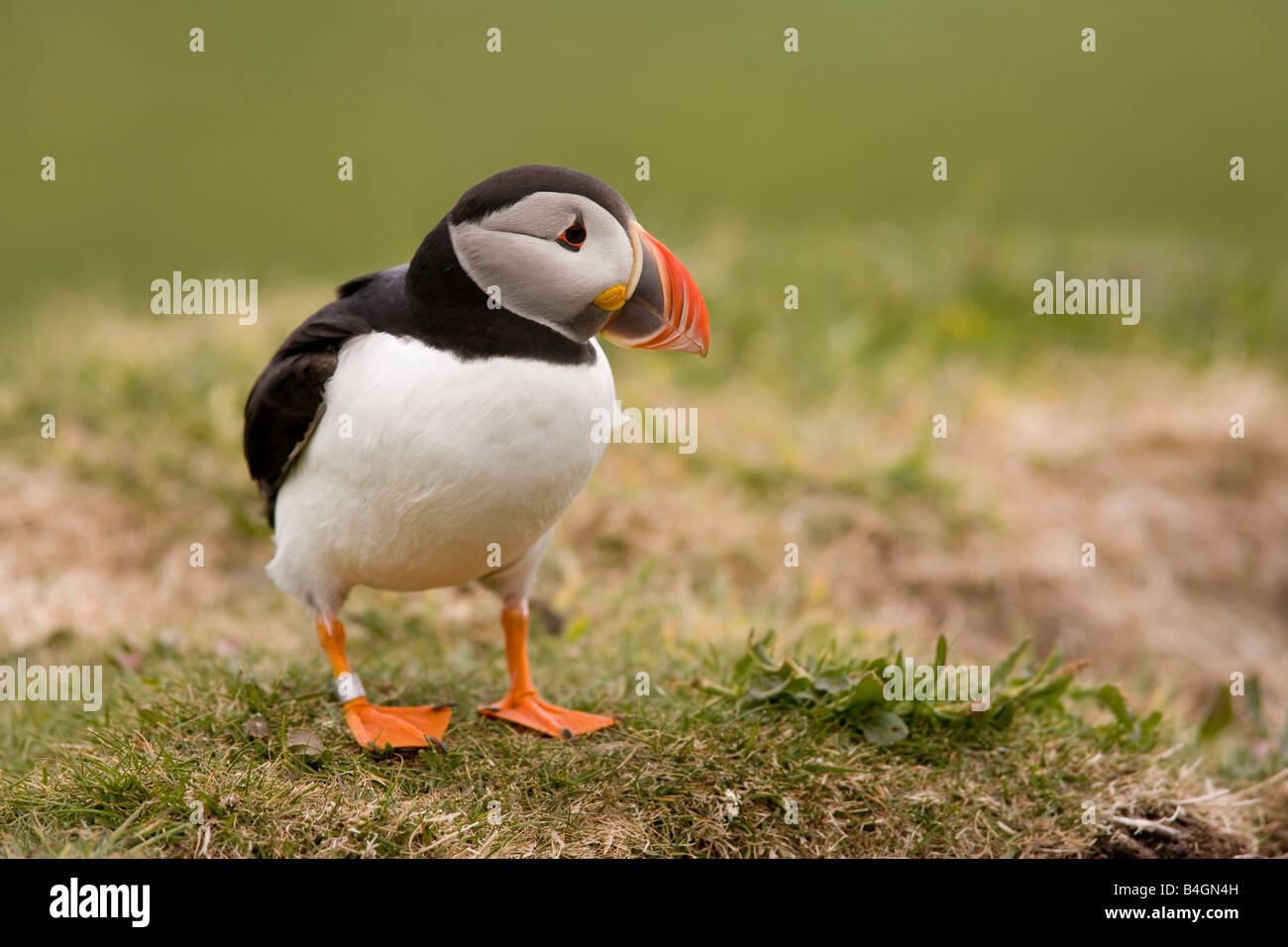 Puffin lunga hi-res stock photography and images - Alamy