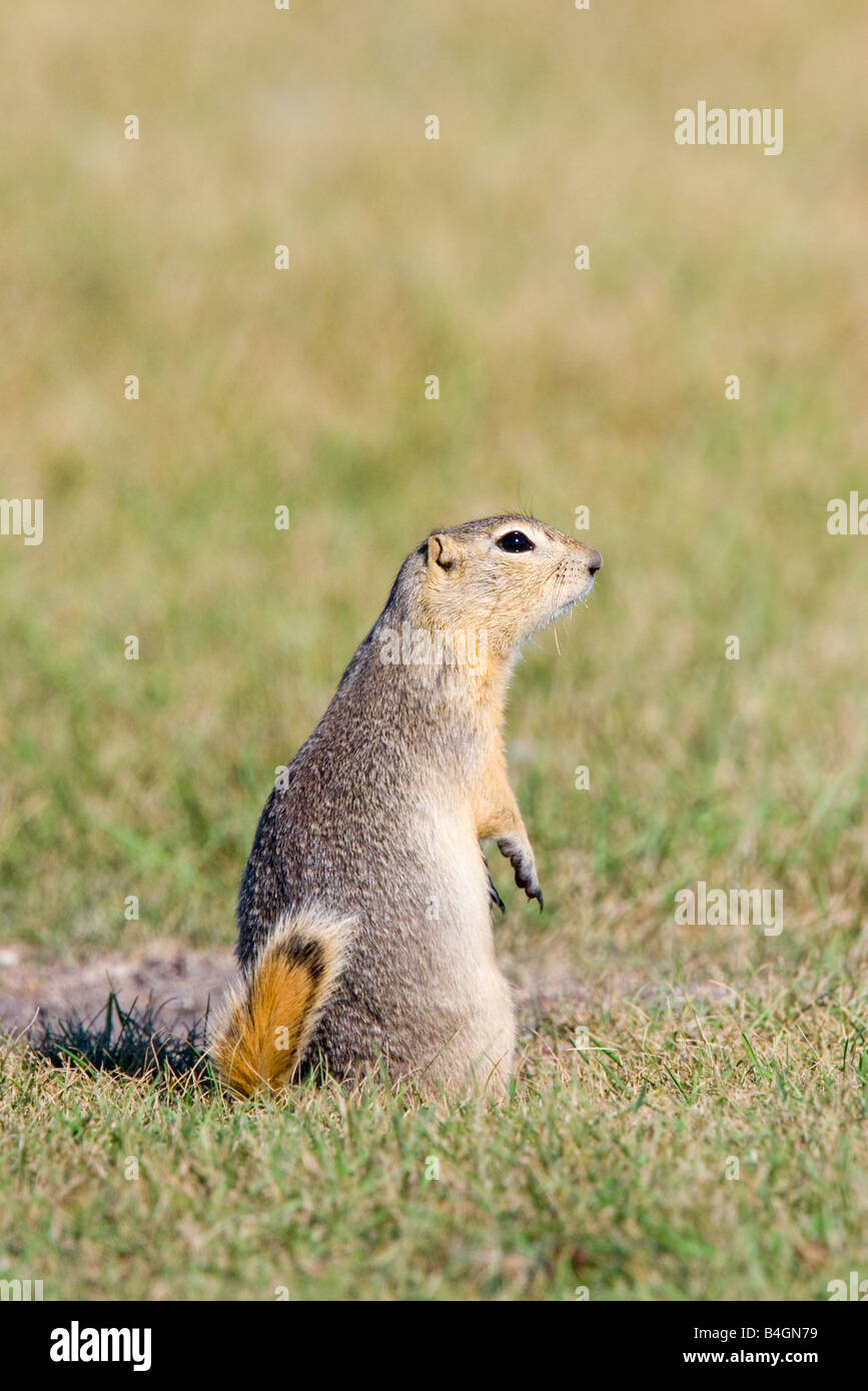 Richardson's Ground Squirrel Spermophilus richardsonii Stock Photo - Alamy