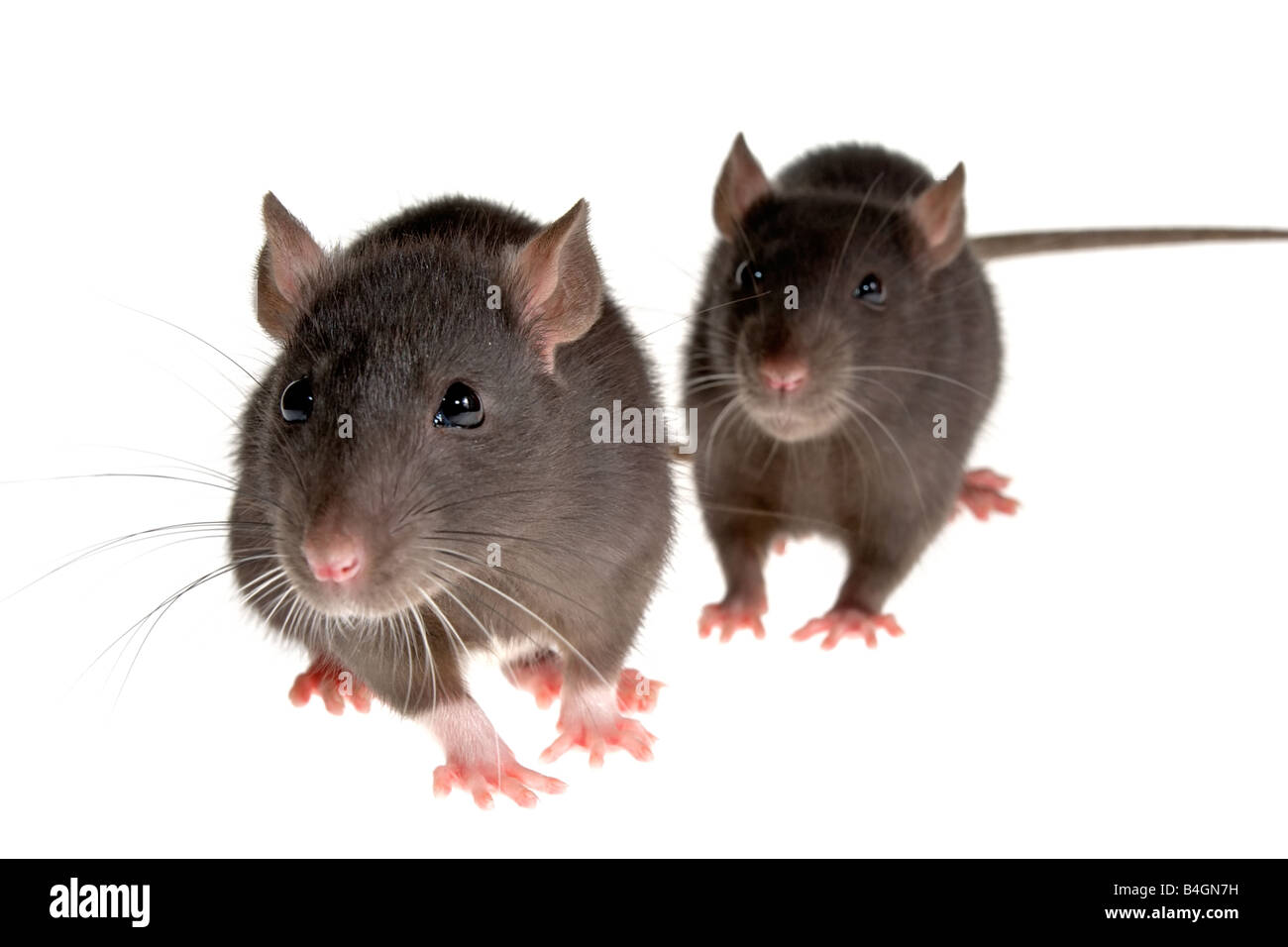 two little decorative rats Stock Photo - Alamy