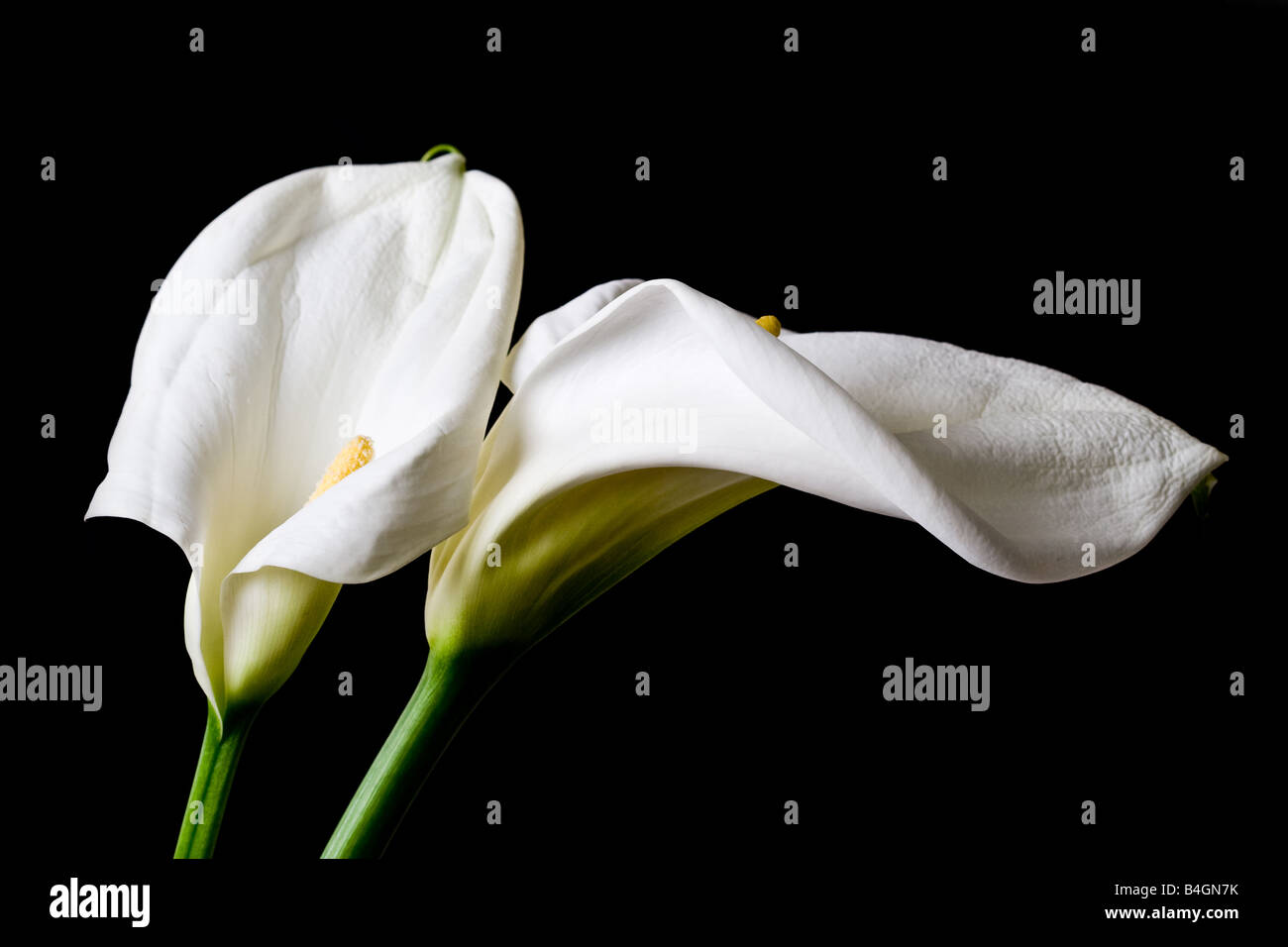 Two calla lilies isolated on black background Stock Photo - Alamy