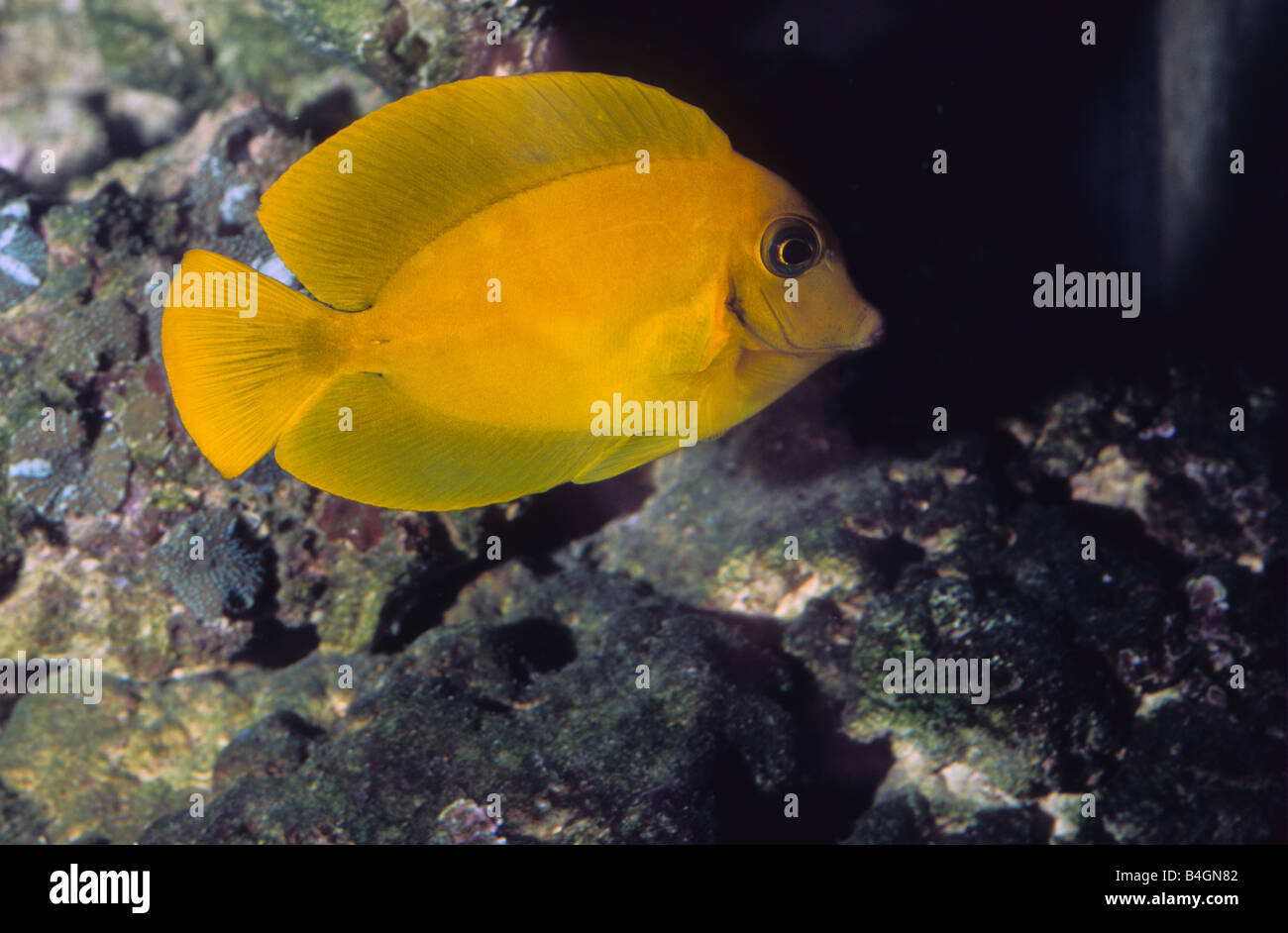 Acanthurus Pyroferus