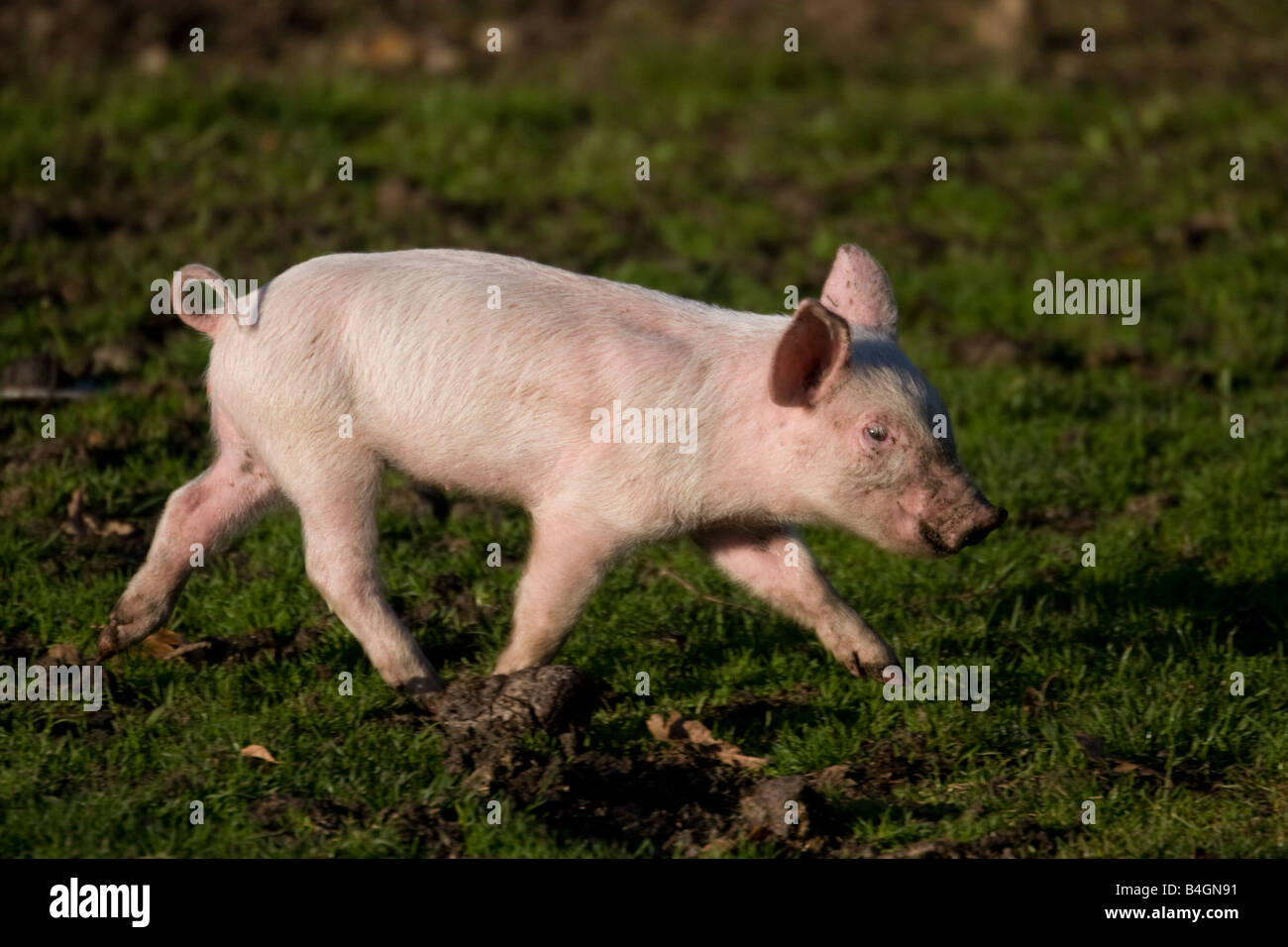 Pig piglet running hi-res stock photography and images - Alamy