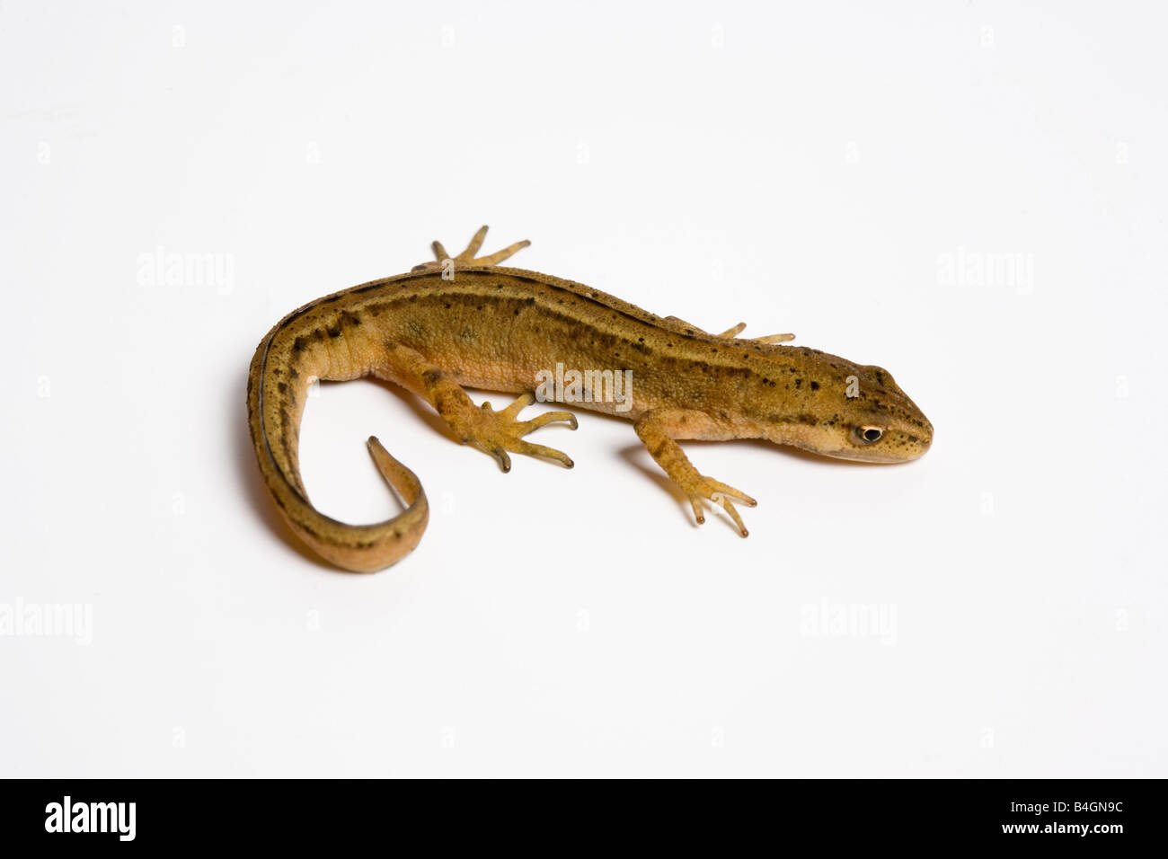 Female Smooth Newt Triturus Vulgaris High Resolution Stock Photography ...
