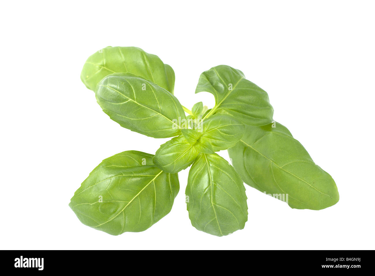 Grow basil Cut Out Stock Images & Pictures - Alamy