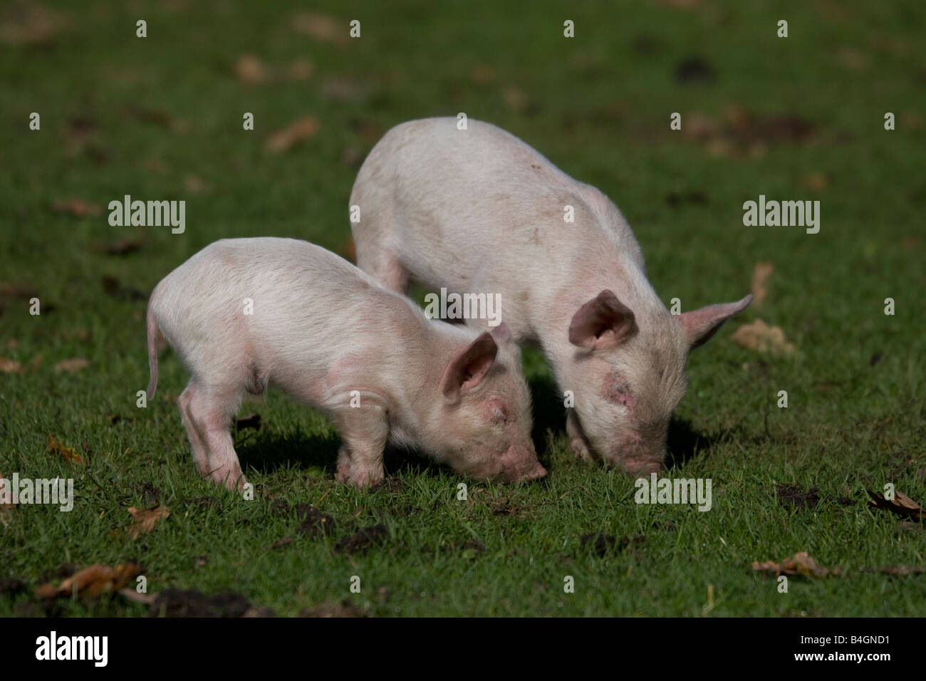 Two Piglets in the New Forest England Stock Photo - Alamy