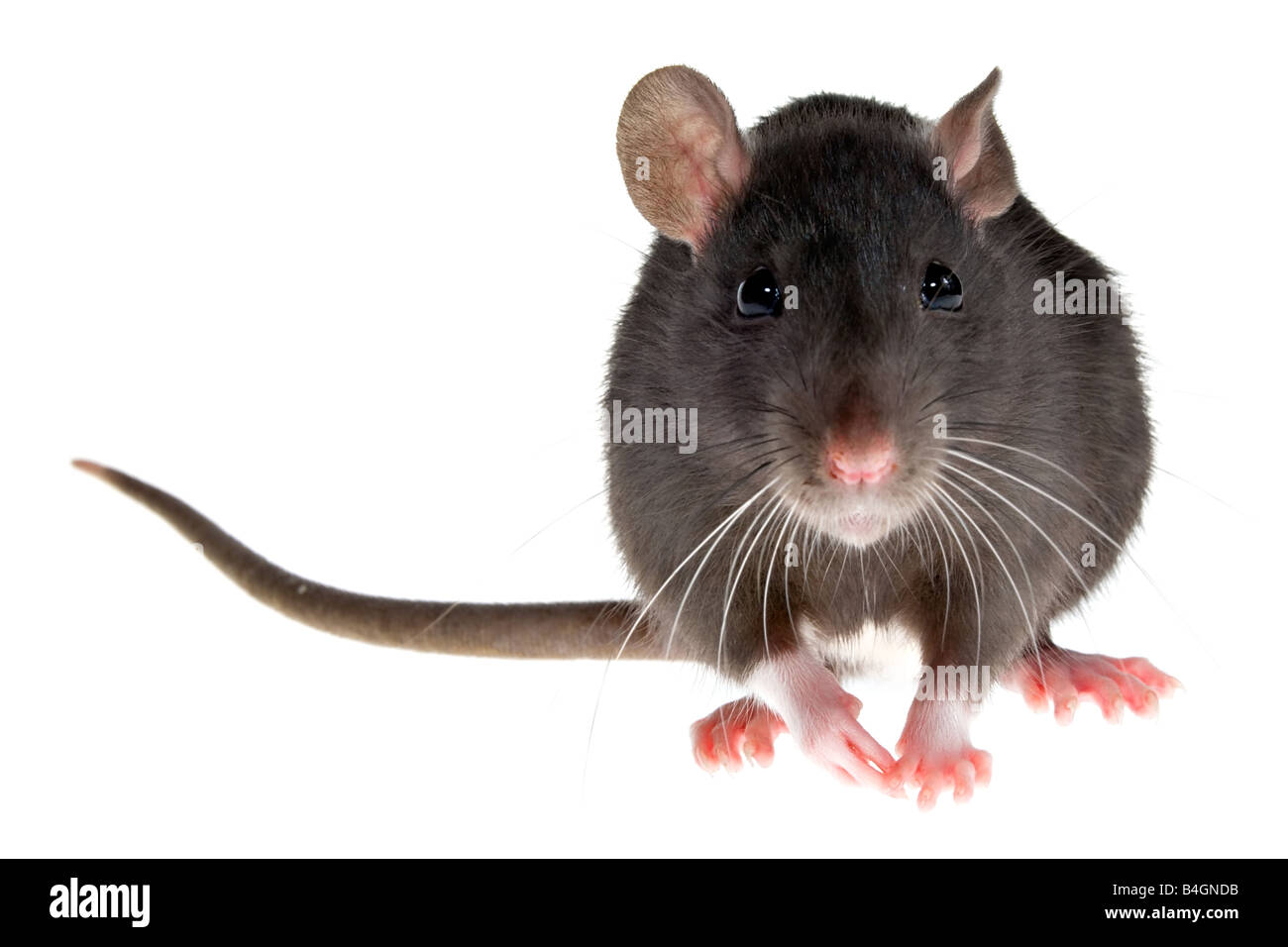 little decorative rat Stock Photo - Alamy
