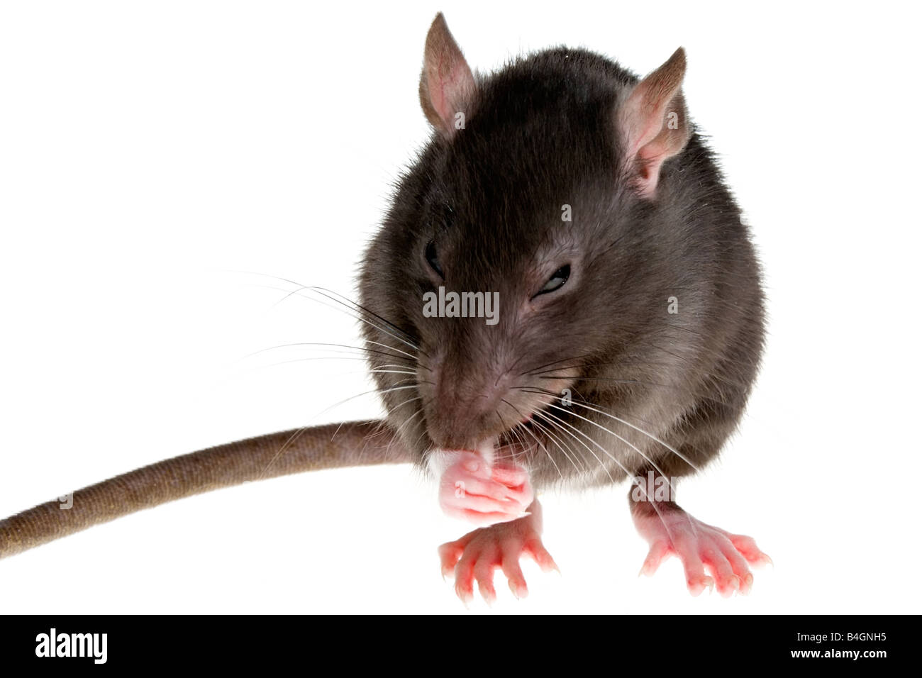 little decorative rat Stock Photo - Alamy