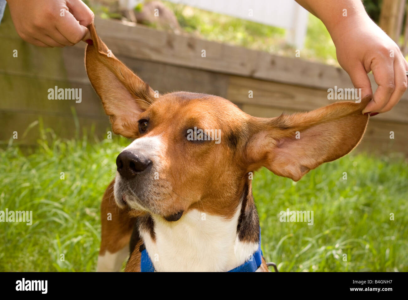 A cute young beagle puppy with his huge floopy ears being held out ...