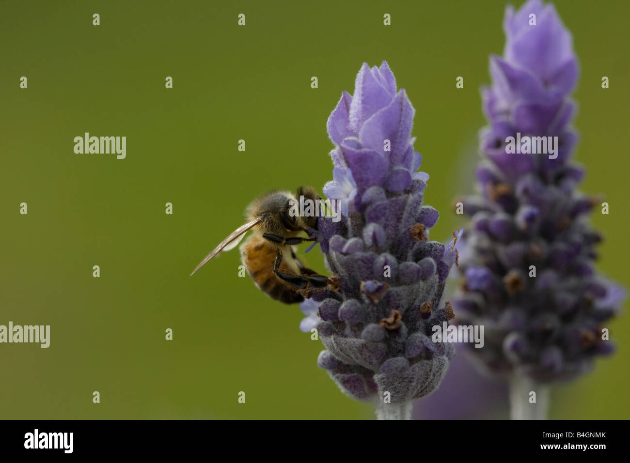 Bee resting on lavender heads Stock Photo - Alamy