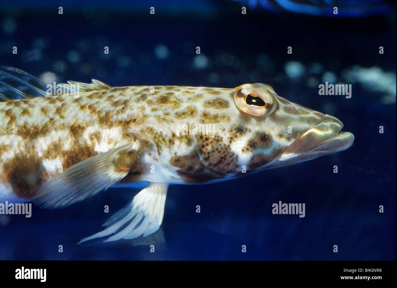 Parapercis millepunctata, Lizard, Fish, Parapercidae Stock Photo - Alamy