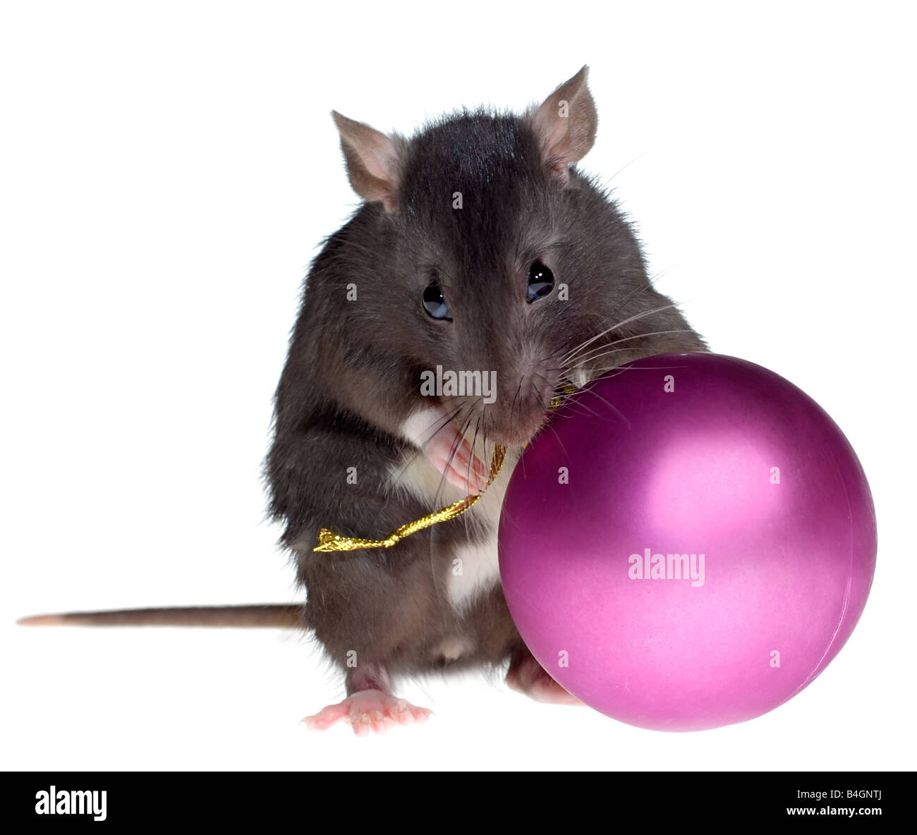 Celebration with pets Cut Out Stock Images & Pictures - Alamy