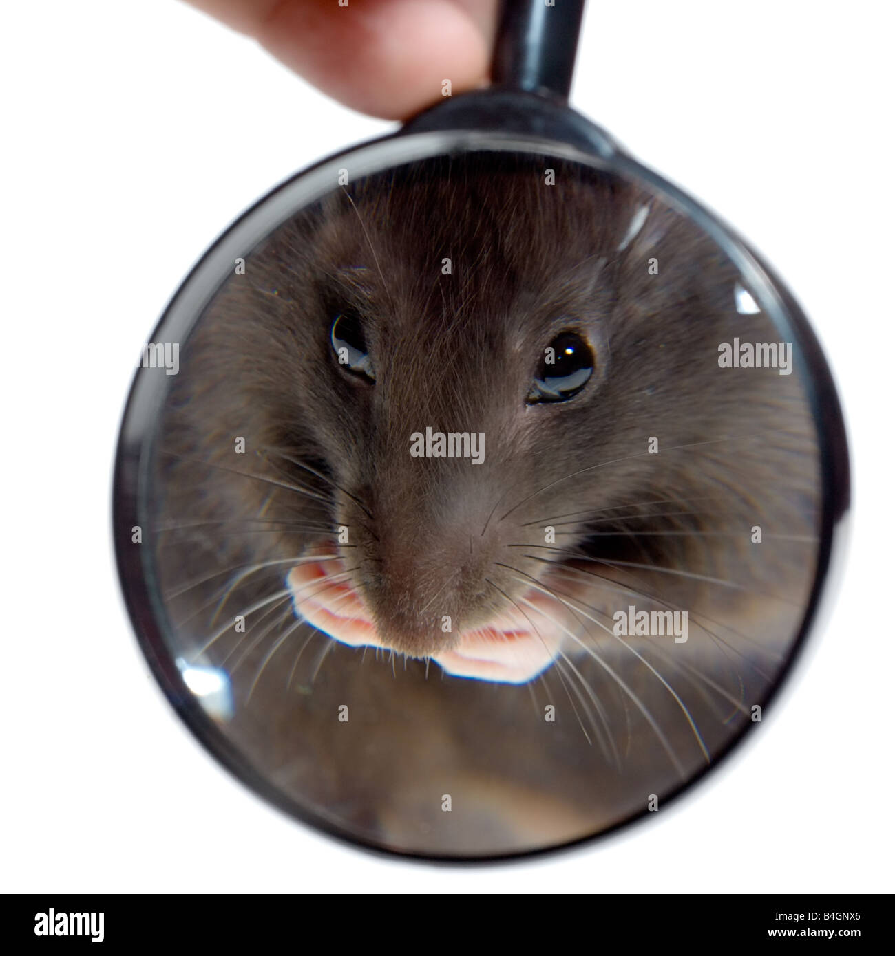 magnifying glass focused on rats nose Stock Photo - Alamy