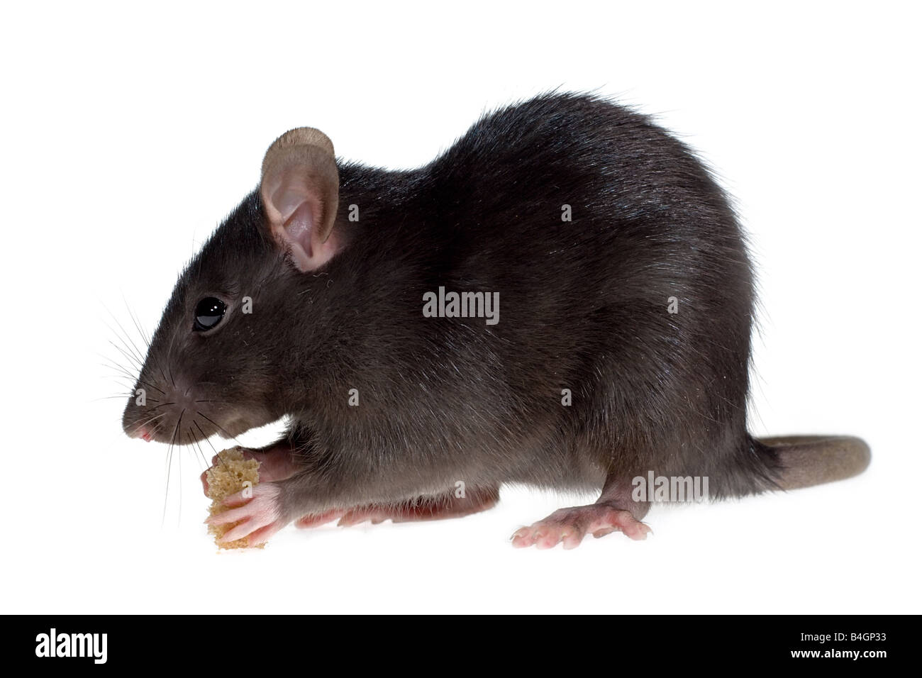 Rat tail hi-res stock photography and images - Alamy