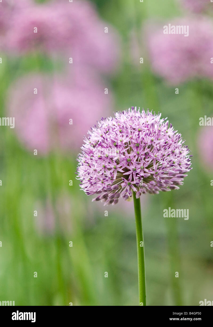 Allium Flowers Allium giganteum Stock Photo - Alamy