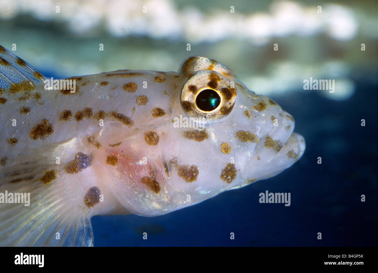 Gobidae hi-res stock photography and images - Alamy