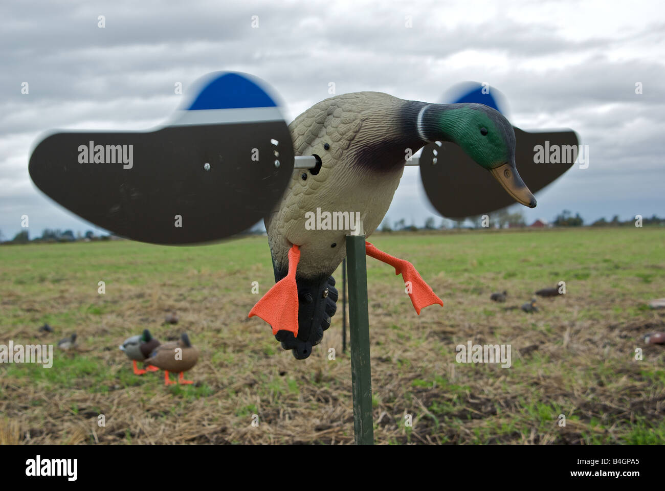 Duck decoy for hunting with electric motor driven rotating wings in ...