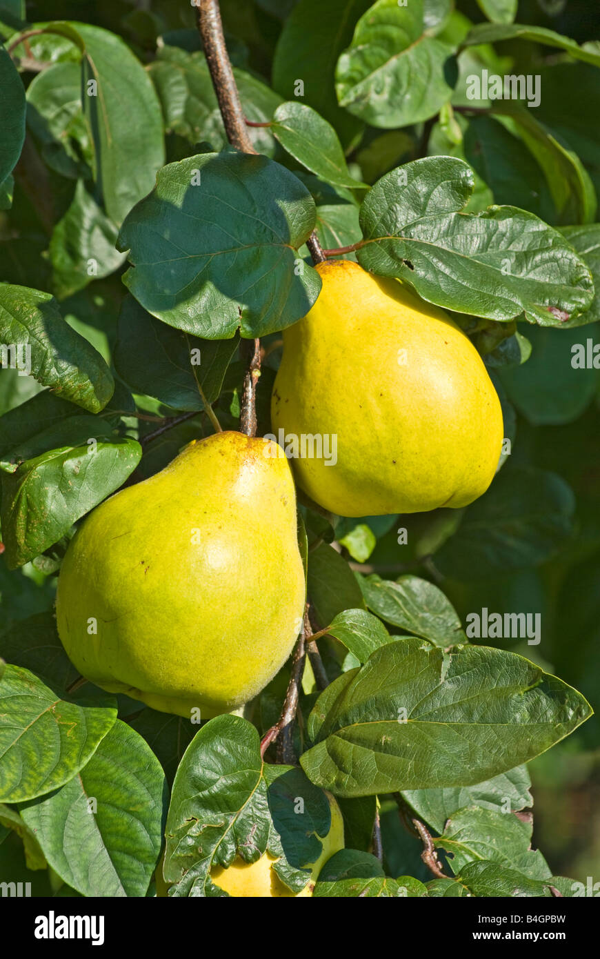 Meech’s prolific hi-res stock photography and images - Alamy