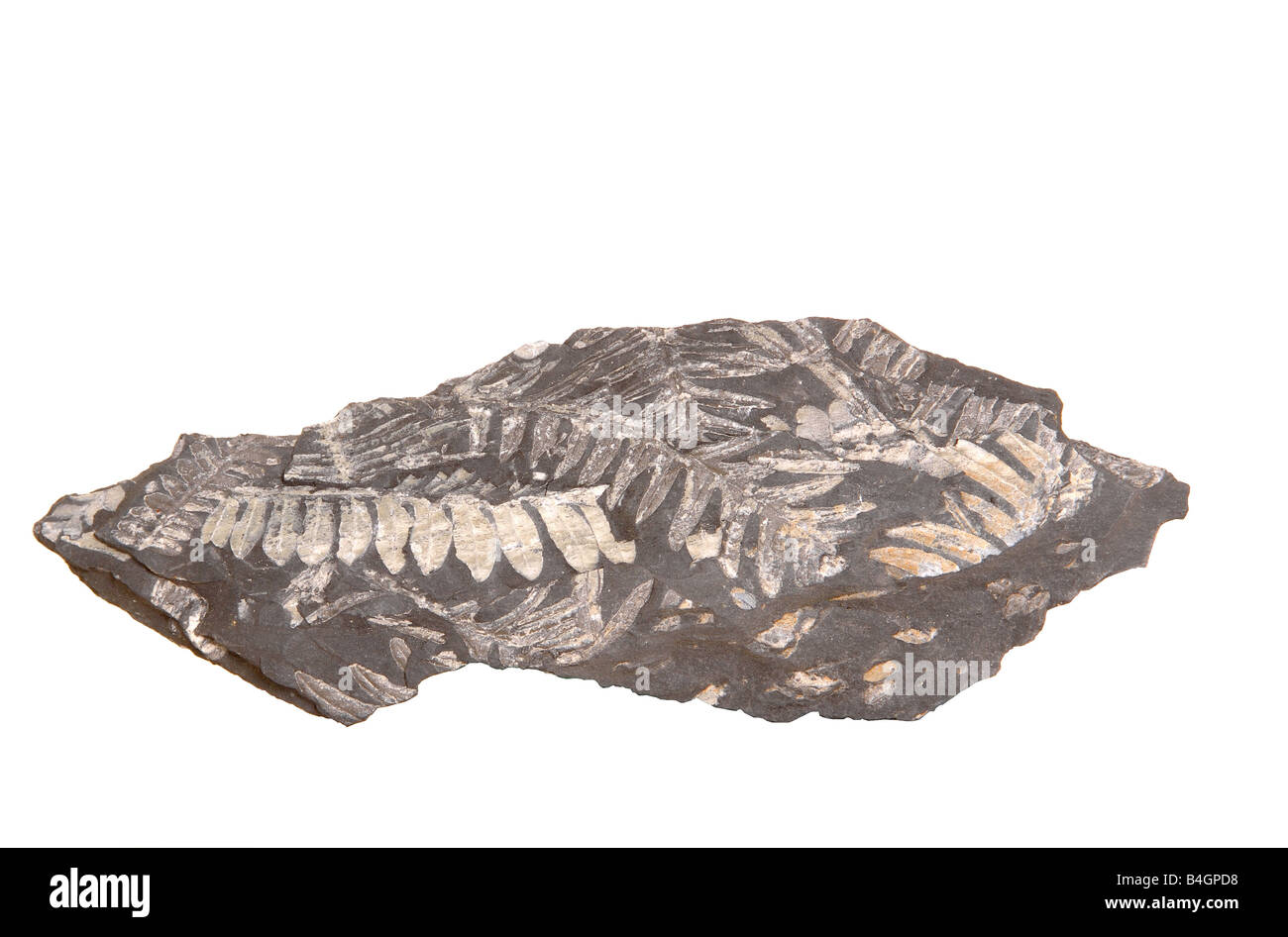 Fossil fern coal hi-res stock photography and images - Alamy