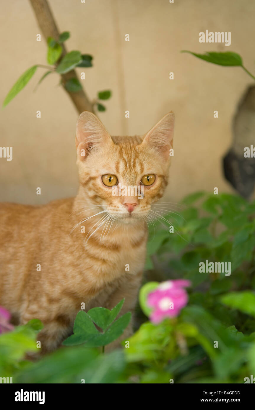 Kittycat hi-res stock photography and images - Alamy