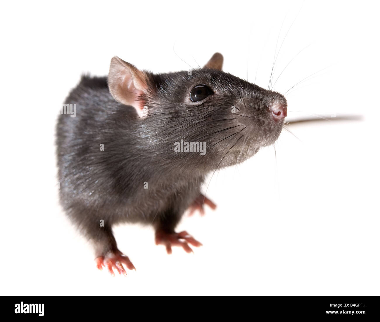 Hairy hunter Cut Out Stock Images & Pictures - Alamy