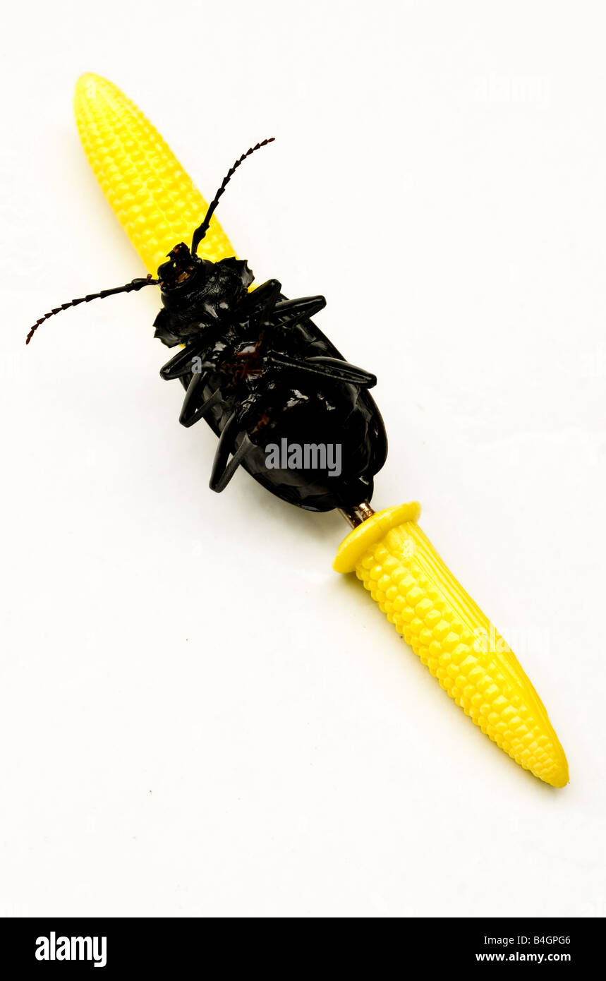 Water bug hi-res stock photography and images - Alamy