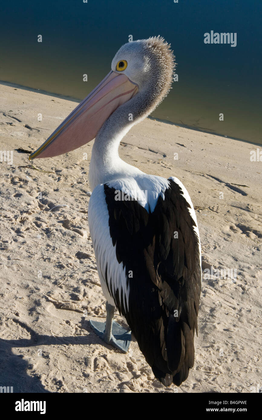 Australian pelican seashore hi-res stock photography and images - Alamy