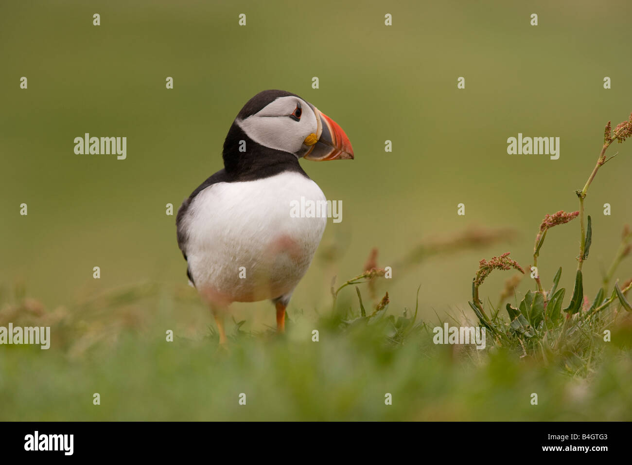 Puffin Lunga High Resolution Stock Photography and Images - Alamy