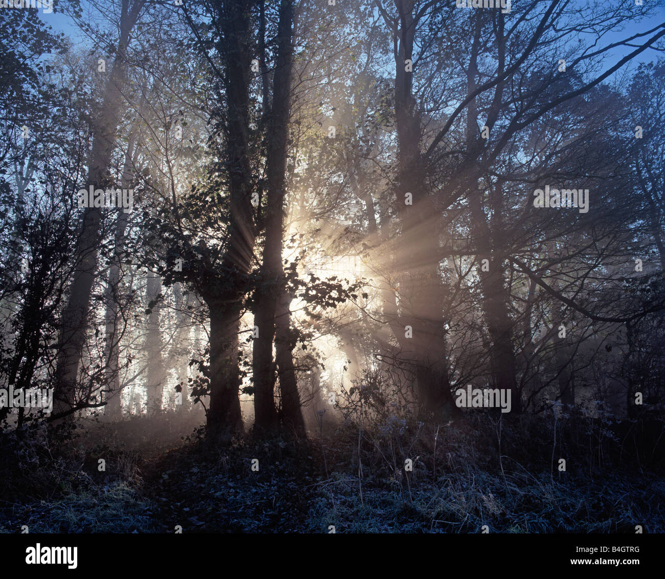 Rays from the rising sun filter through the mist and trees in ...