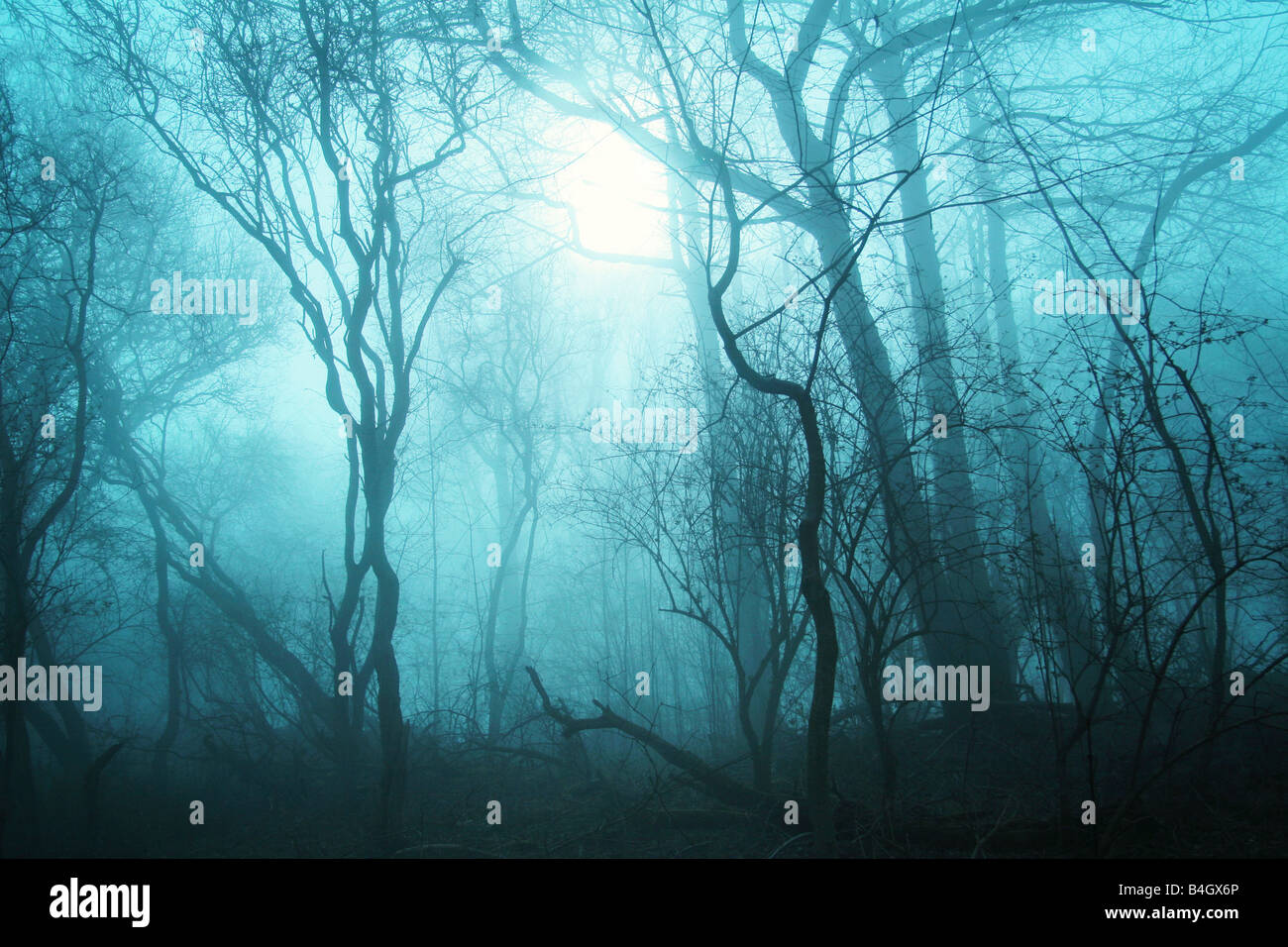 trees in the mist Stock Photo - Alamy