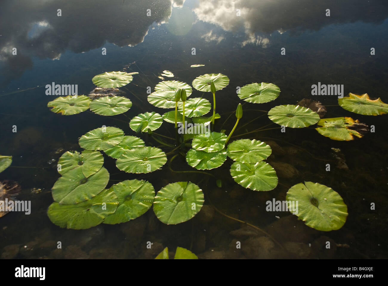 Australian native water lilies Stock Photo - Alamy