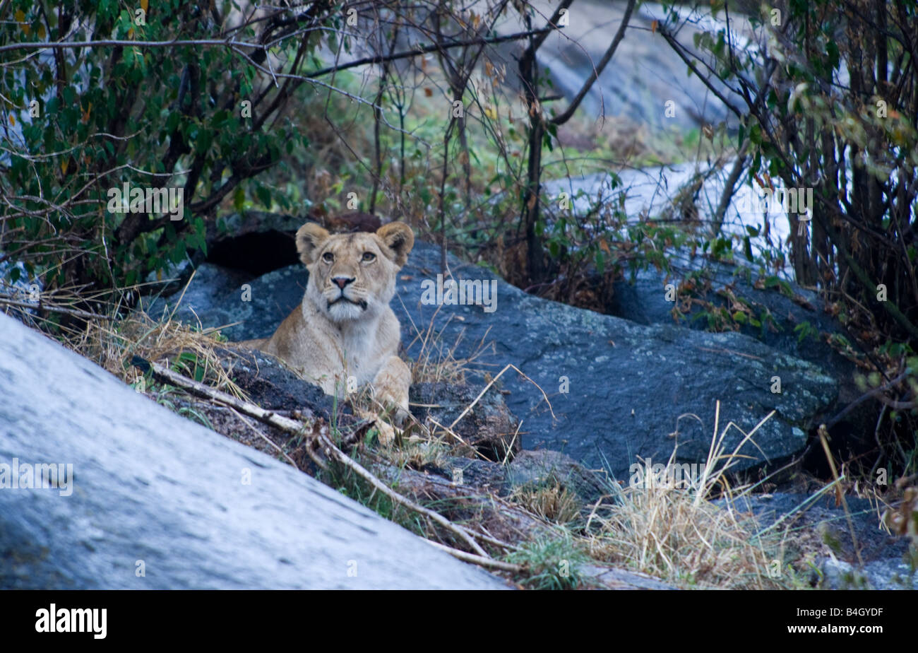 Tanzania Serengeti National Park Lobo area a lion panthera leo Stock ...