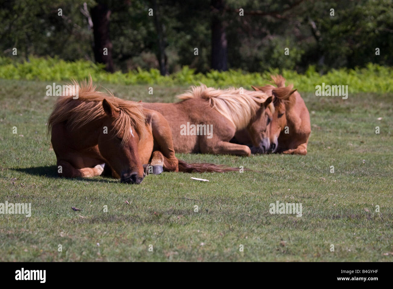 Three ponies together on the grass Stock Photo - Alamy